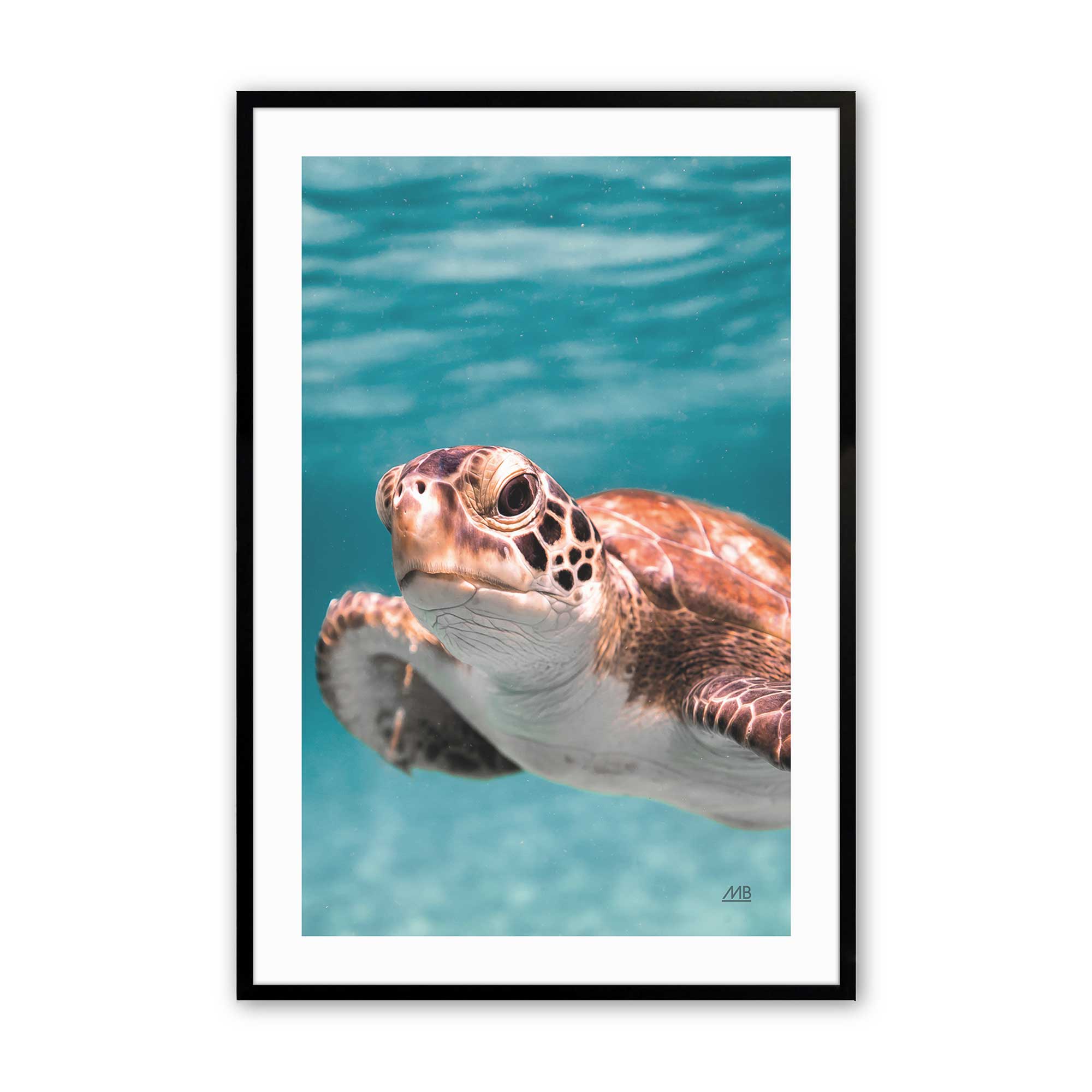 Sea Turtle's Path II Print – Frametolia.